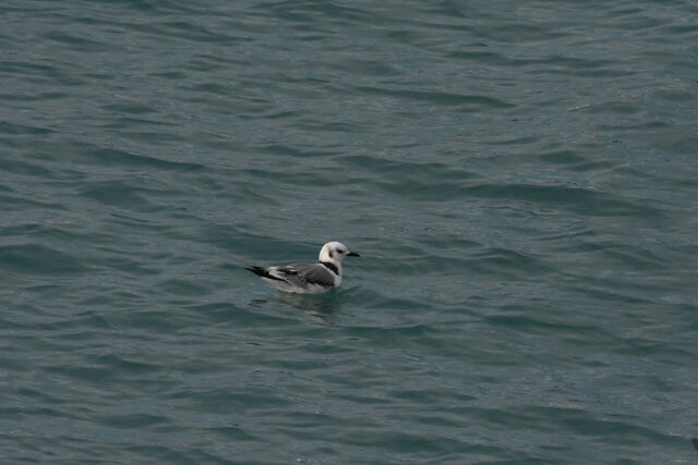 Black-legged Kittiwake