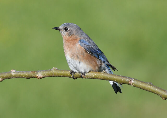 Eastern Bluebird