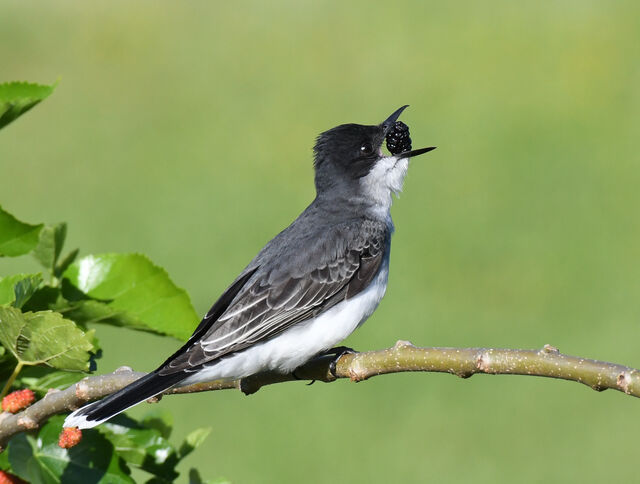 Eastern Kingbird
