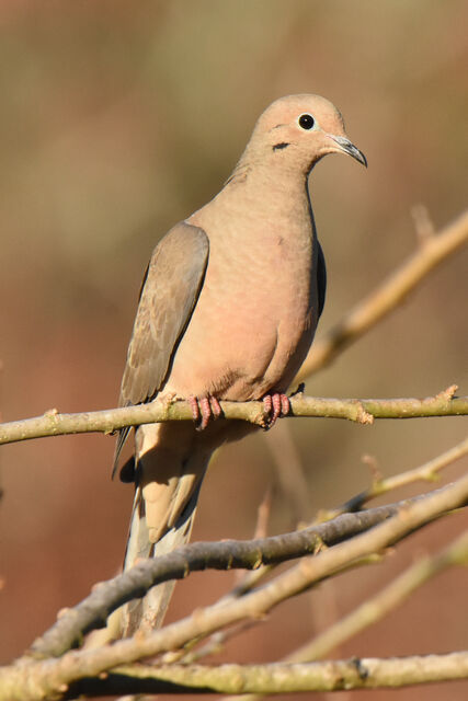 Mourning Dove
