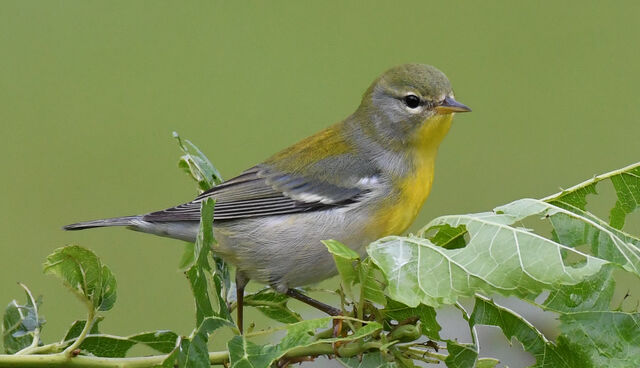 Northern Parula