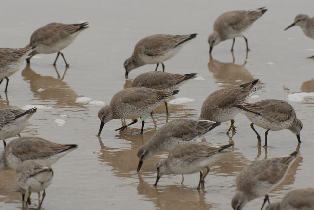 Red Knot