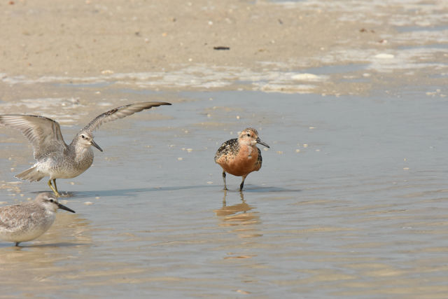 Red Knot
