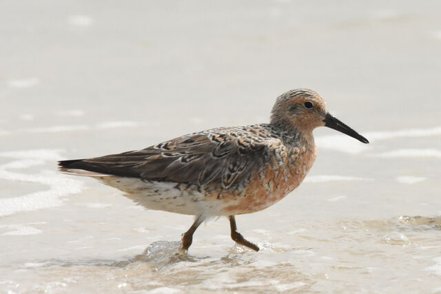 Red Knot