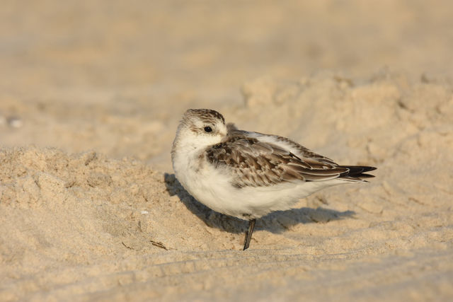 Sanderling