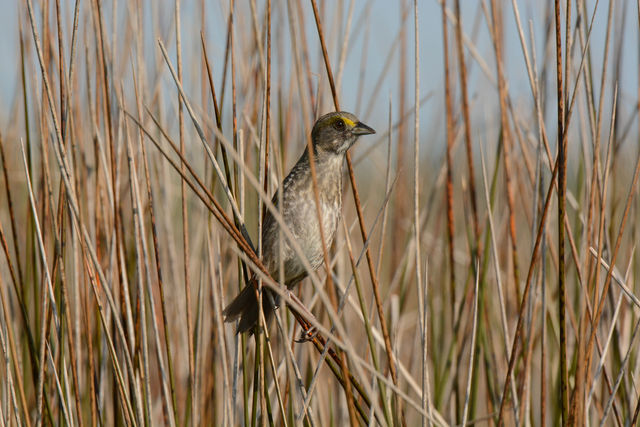 Seaside Sparrow