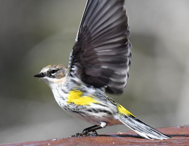 Yellow-rumped Warbler