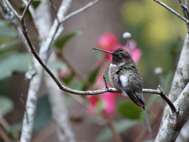Black-chinned Hummingbird