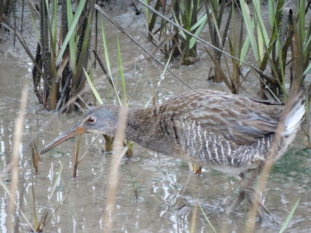 Clapper Rail
