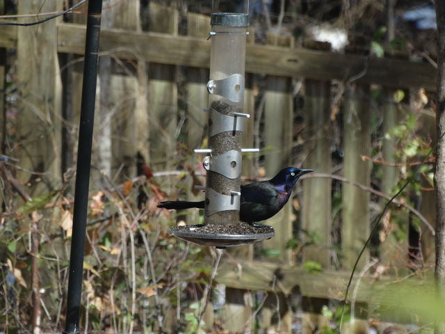 Common Grackle