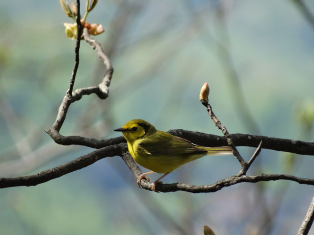Hooded Warbler