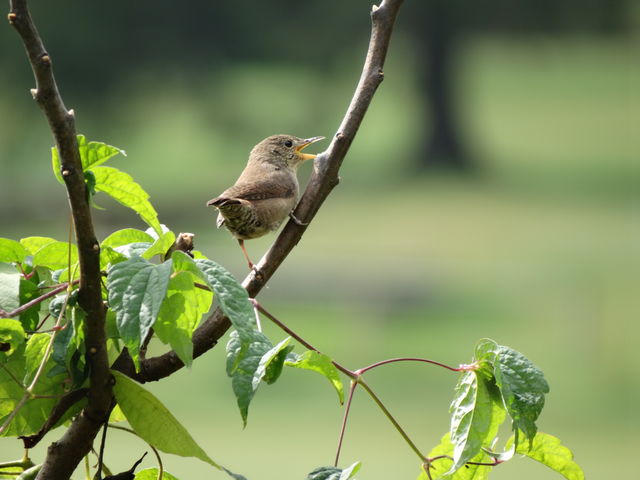 Northern House Wren