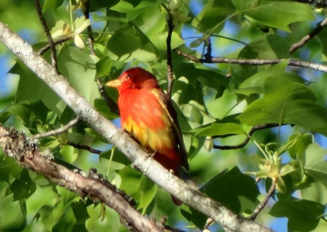 Summer Tanager