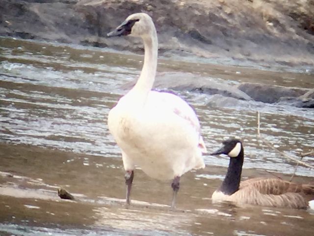 Trumpeter Swan
