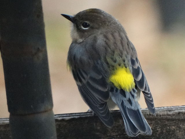 Yellow-rumped Warbler