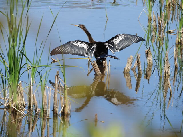 Anhinga
