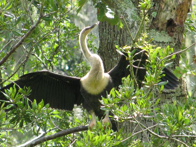 Anhinga