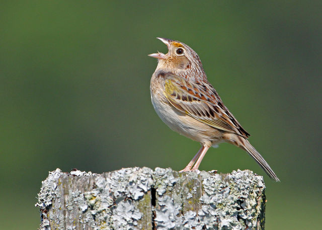 Grasshopper Sparrow