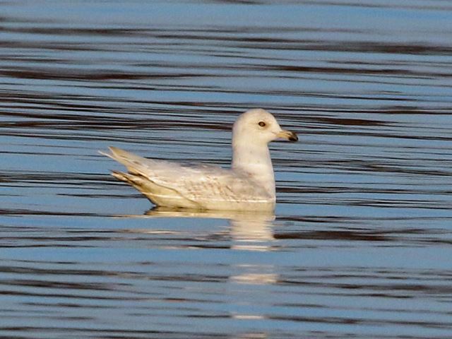 Iceland Gull