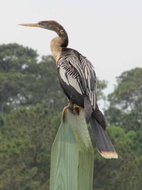 Anhinga