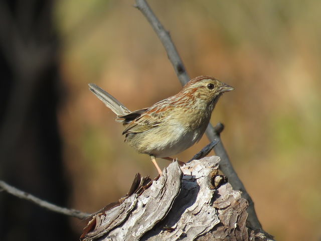 Bachman's Sparrow