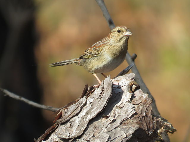 Bachman's Sparrow