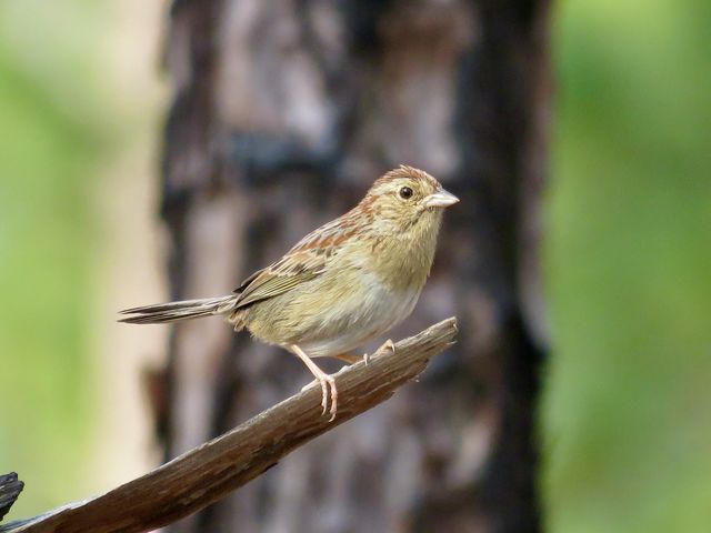 Bachman's Sparrow