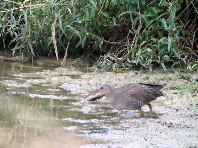 Clapper Rail
