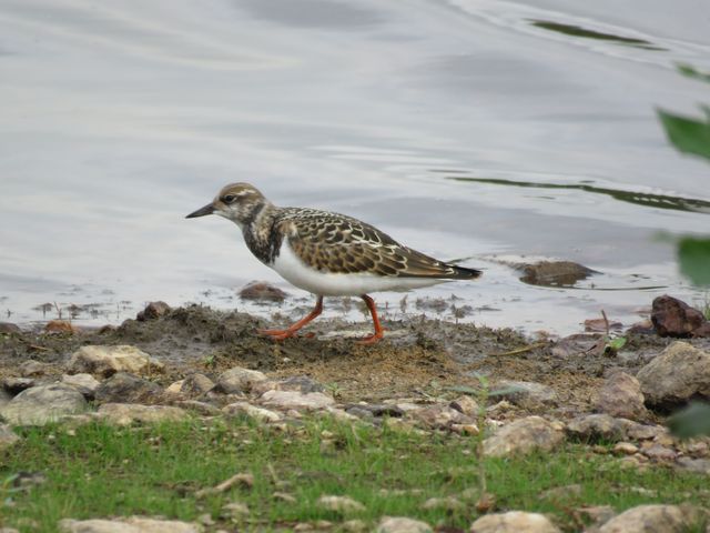 Ruddy Turnstone