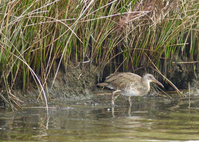 Clapper Rail