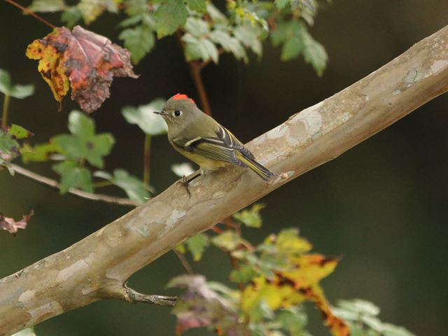 Ruby-crowned Kinglet
