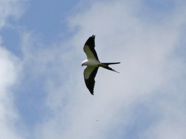 Swallow-tailed Kite