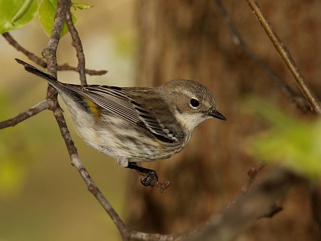 Yellow-rumped Warbler