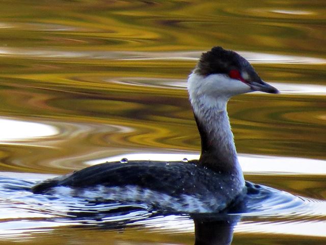 Horned Grebe