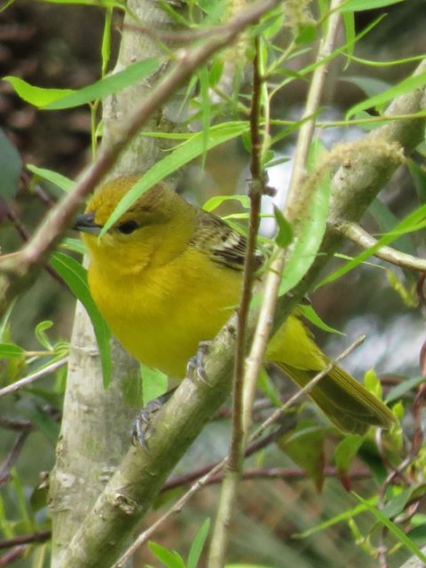 Orchard Orioles