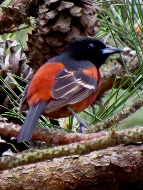 Orchard Orioles