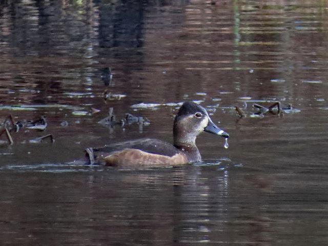 Ring-necked Ducks