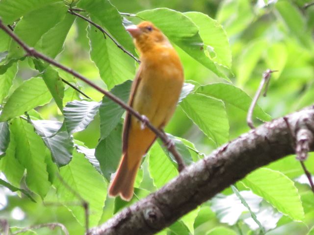 Summer Tanager