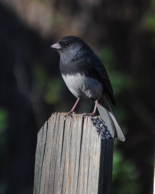Dark-eyed Junco