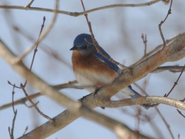Eastern Bluebird