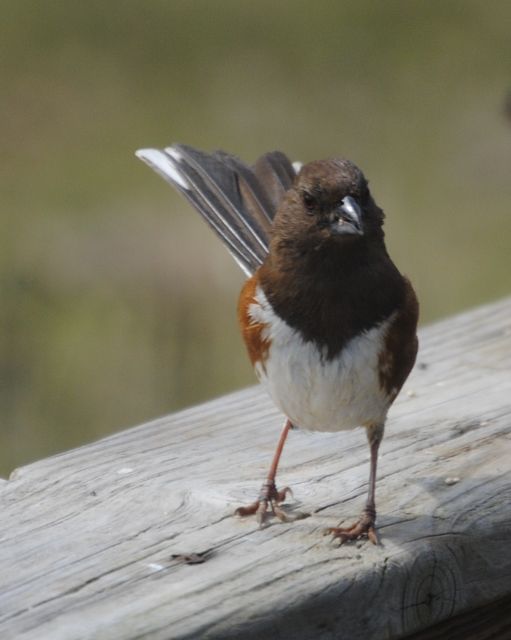 Eastern Towhee