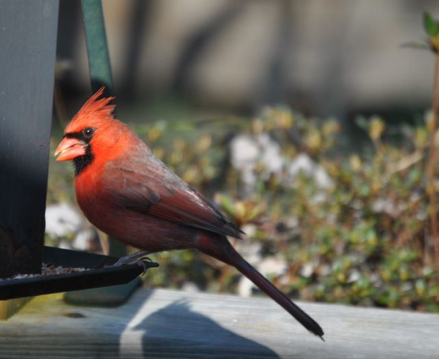 Northern Cardinal