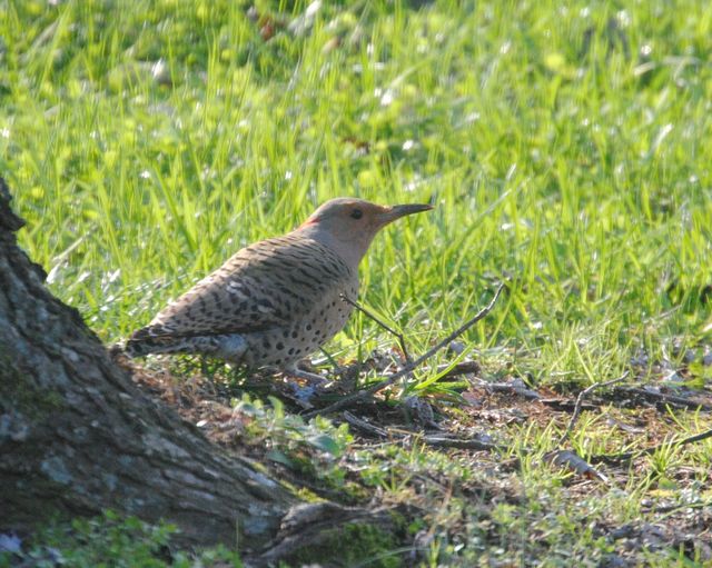 Northern Flicker