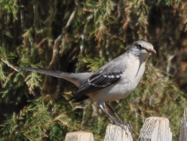 Northern Mockingbird