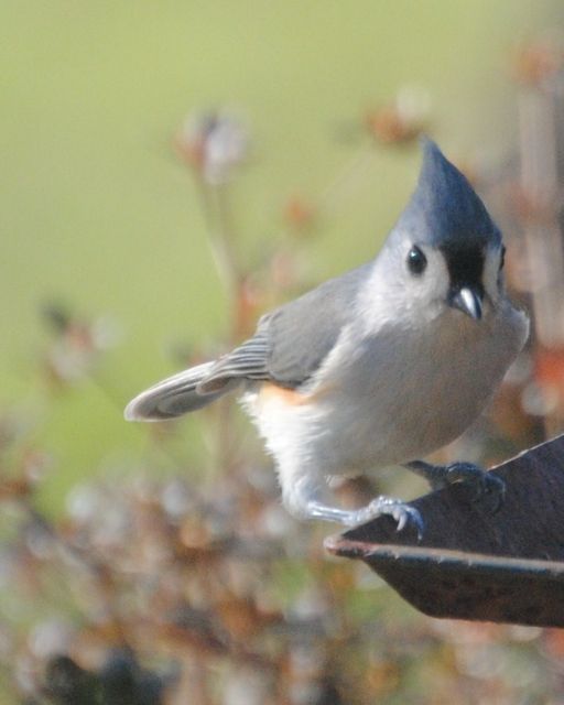 Tufted Titmouse