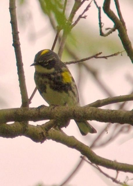Yellow-rumped Warbler