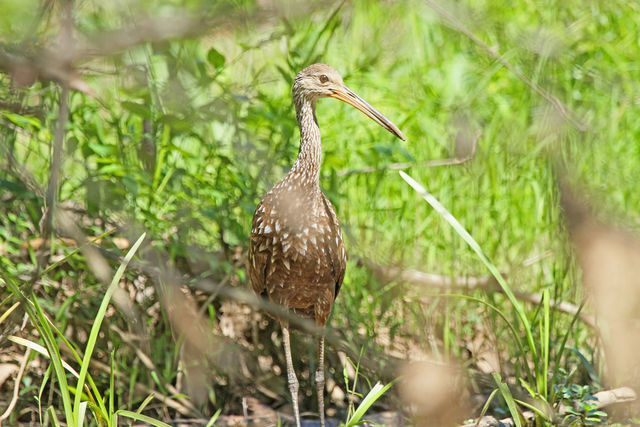 Limpkin