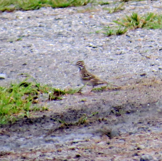 Lark Sparrow