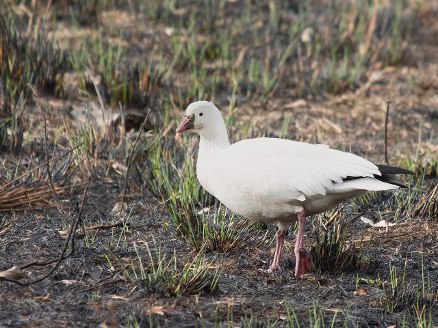 Ross's Goose