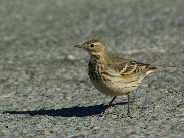 American Pipit